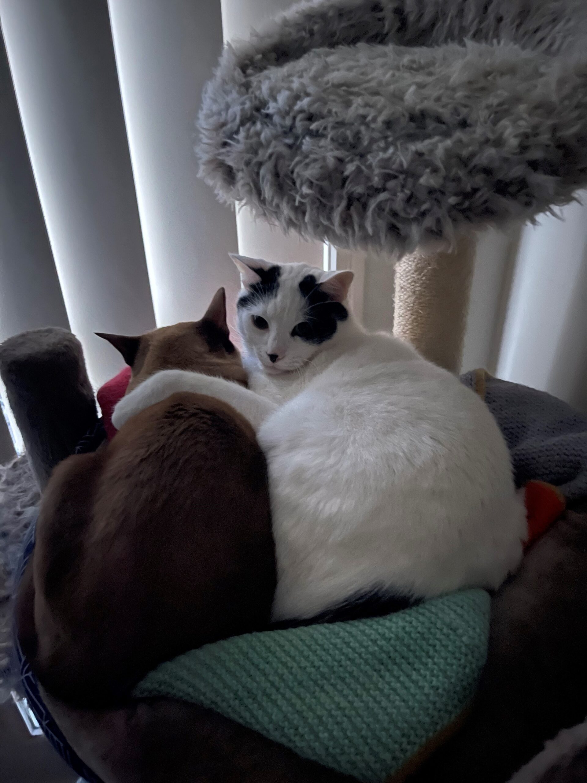 Payment Options - Raceview Veterinary Surgery