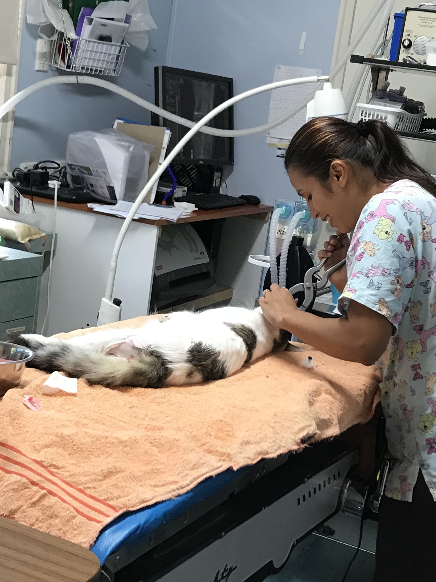 Surgery Information - Raceview Veterinary Surgery