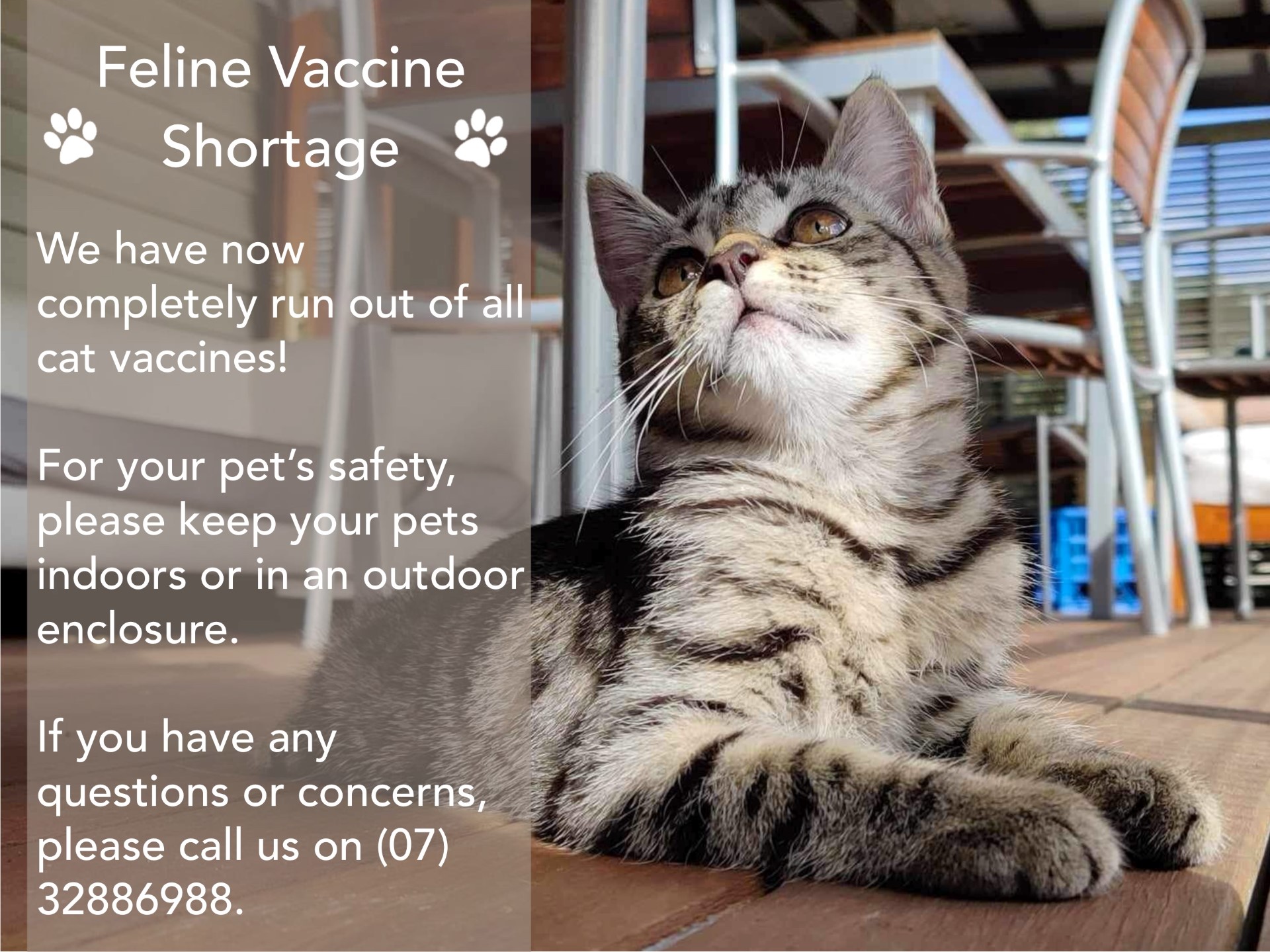 Home - Raceview Veterinary Surgery